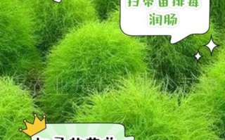 扫帚菜吃了会中毒吗_扫帚菜副作用有哪些