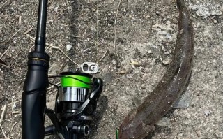 鲯鳅怎么读_鲯鳅是什么鱼