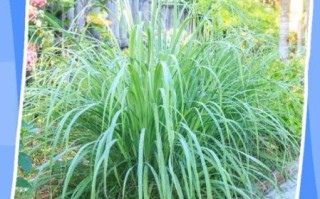 家里为什么不能种香茅_香茅风水禁忌