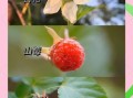 蛇莓和野草莓的区别_如何一眼区分