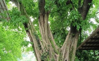 葛根树长什么样子_葛根树图片特征