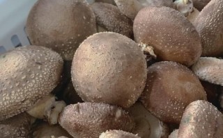 新鲜香菇批发价多少钱一斤_今日行情