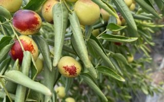 冬枣什么时候成熟_冬枣几月份采摘最好