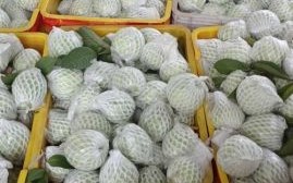 番石榴多少钱一斤_番石榴价格行情