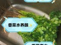 香菜煮水减肥几天见效_香菜水瘦身真实反馈