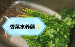 香菜煮水减肥几天见效_香菜水瘦身真实反馈 香菜煮水减肥几天见效_香菜水瘦身真实反馈