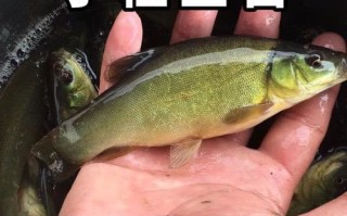 丁桂鱼养殖技术和方法_丁桂鱼养殖周期多长