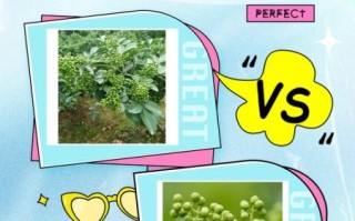 藤椒是不是青花椒_藤椒和青花椒的区别