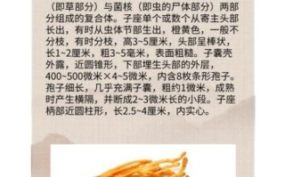 蝉蛹草的功效与作用_蝉蛹草的禁忌有哪些