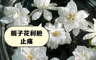 栀子花风水作用禁忌_家里能放吗