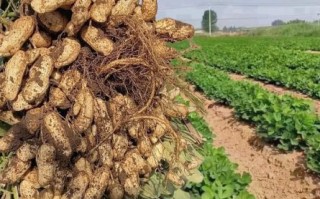 黑花生米怎么挑选_黑花生米营养价值高吗