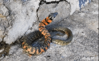 野鸡脖子真的存在吗_野鸡脖子蛇是什么