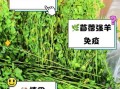 羊吃苜蓿草有什么好处_苜蓿草对羊的副作用