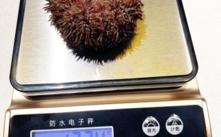 海胆多少钱一只_新鲜海胆价格表