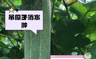 吊瓜的功效与作用_吊瓜的禁忌有哪些