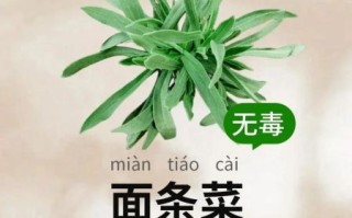 野菜面条菜怎么做_面条菜和面条怎么搭配