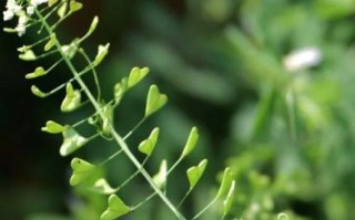 荠菜长什么样子_荠菜高清图片识别方法