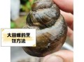 田螺养殖技术_田螺怎么养殖