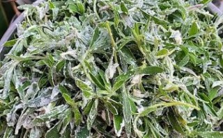 扫帚菜怎么做好吃_扫帚菜的家常做法