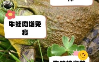 牛蛙吃什么东西_牛蛙饲料选择指南