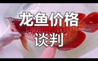 龙鱼多少钱一条_龙鱼价格表2024