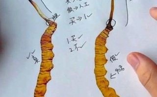 冬虫夏草图片大全大图_如何辨别真假