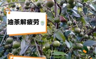 油茶的功效与作用_油茶怎么喝最健康