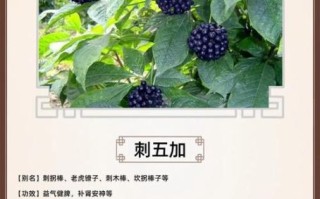 黑豆黑米粥的做法_黑豆黑米粥怎么煮才软糯