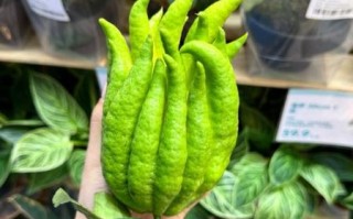 佛手柑什么味道_佛手柑味道像什么