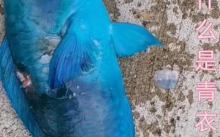 青衣鱼的营养价值及功效_青衣鱼适合什么人吃