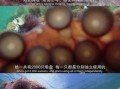 章鱼智商有多高_章鱼智商为什么可怕