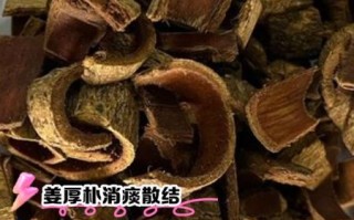 厚朴的功效与作用禁忌_哪些人不能吃厚朴