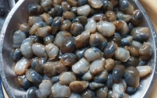 泥螺是海里的还是河里的_泥螺生长环境揭秘