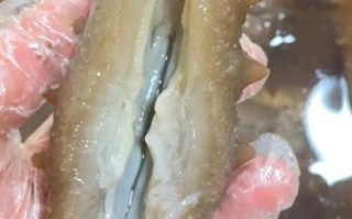 海参泡发用淘米水好吗_海参怎么泡发最快