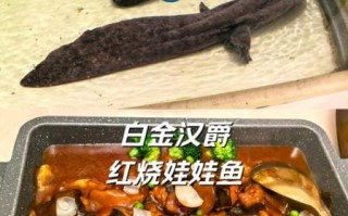 娃娃鱼怎么做好吃_娃娃鱼的家常做法