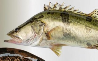 野生桂鱼图片大全_野生桂鱼怎么分辨真假