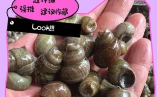 田螺怎么吐泥沙最快最干净_田螺吐沙最快的方法