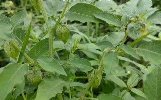 野生灯笼果长什么样_野生灯笼果能吃吗