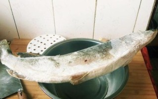 白斑狗鱼图片_白斑狗鱼长什么样