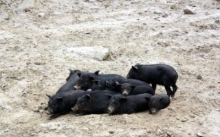 蕨麻猪是什么_蕨麻猪多少钱一斤