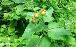 野生牛蒡长什么样子_如何辨别野生牛蒡与栽培品种