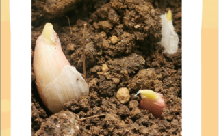 大蒜几天发芽出土_多久能长出蒜苗