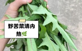 野生苦菜有什么药效_野生苦菜怎么吃效果最好