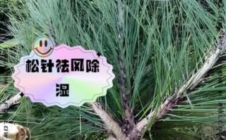 松针的功效与作用_松针怎么吃