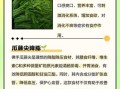 佛手瓜藤的营养价值_佛手瓜藤的功效与作用