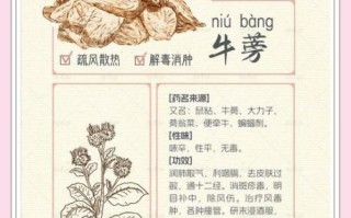牛蒡根的功效与作用_牛蒡根怎么吃最好