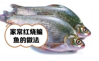 鳊鱼读音怎么读_鳊鱼拼音声调是什么
