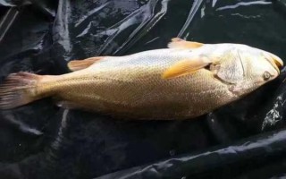 黄唇鱼多少钱一斤_黄唇鱼为什么那么贵