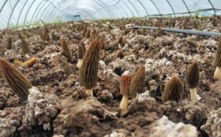 一亩羊肚菌投资多少钱_羊肚菌种植成本明细