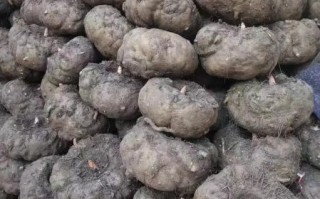 蒟蒻是什么图片_蒟蒻和魔芋图片区别